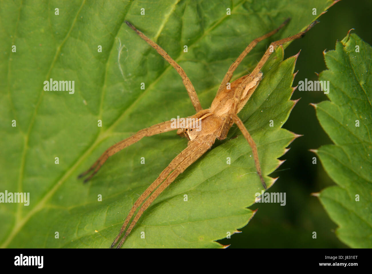 listspinne (pisaura mirabilis Stock Photo - Alamy