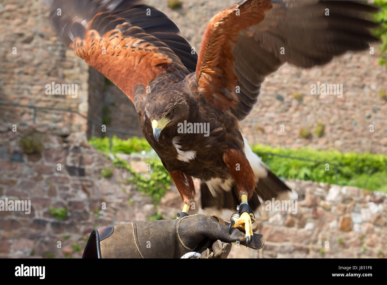 falcon raptor birds of prey animal bird wild hunter birds falcon raptor ...