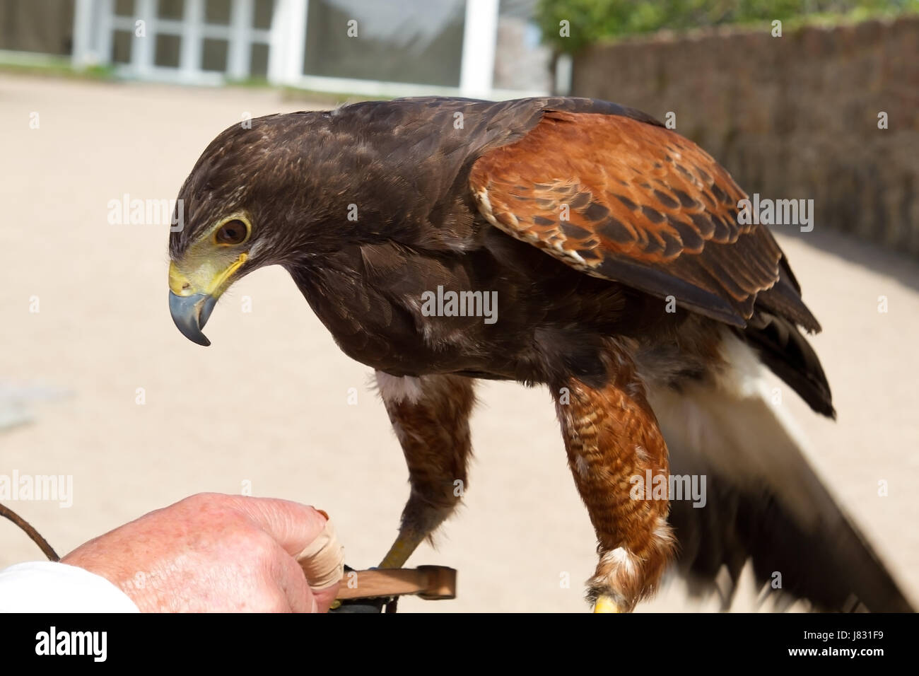 falcon raptor birds of prey animal bird wild hunter birds falcon raptor ...