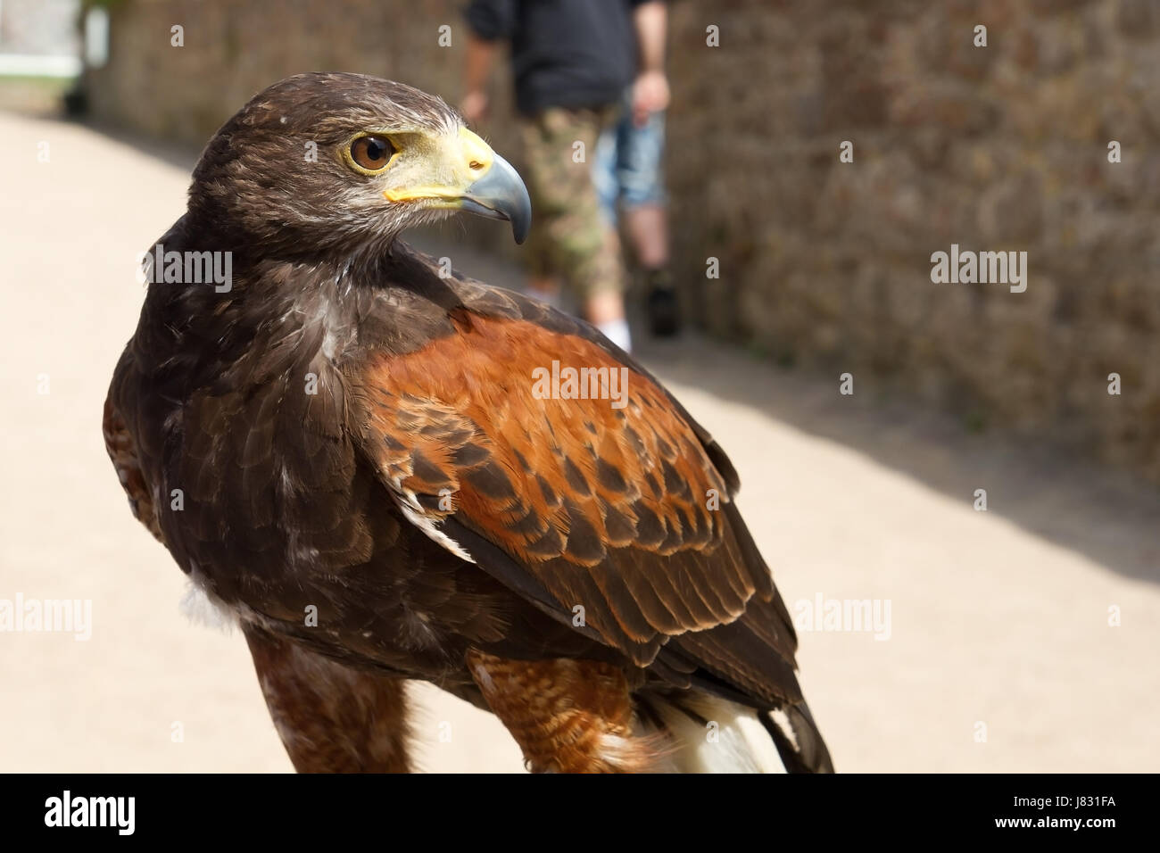 falcon raptor birds of prey animal bird wild hunter birds falcon raptor ...