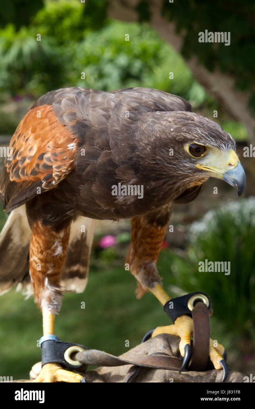 falcon raptor birds of prey animal bird wild hunter birds falcon raptor ...