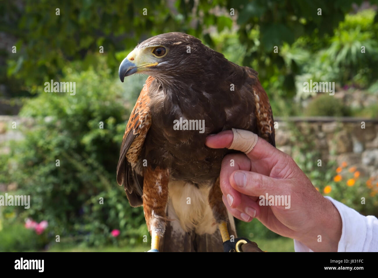 falcon raptor birds of prey animal bird wild hunter birds falcon raptor ...