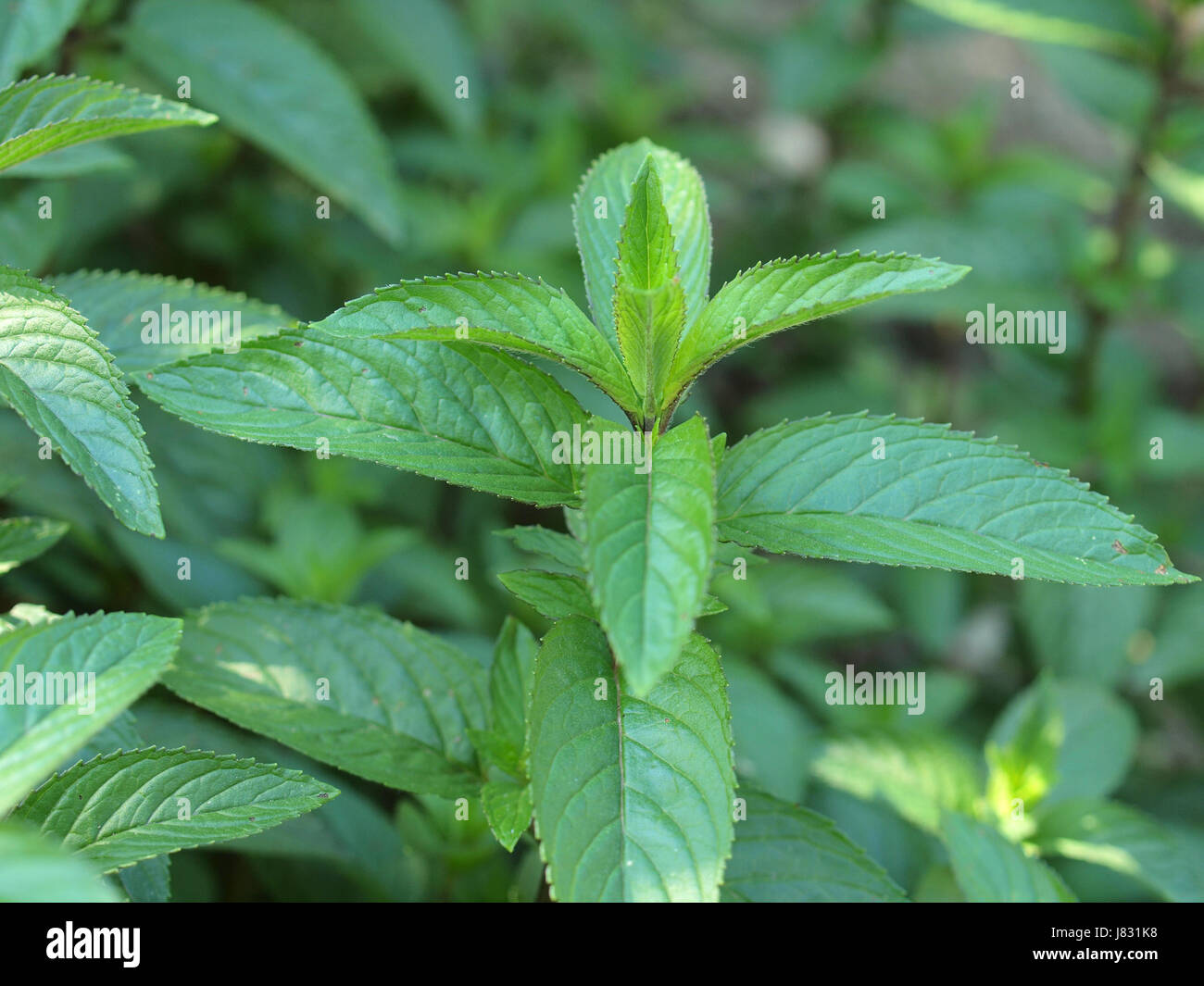 tree leaves peppermint lawn green foliage plant leaf tree flower plant ...