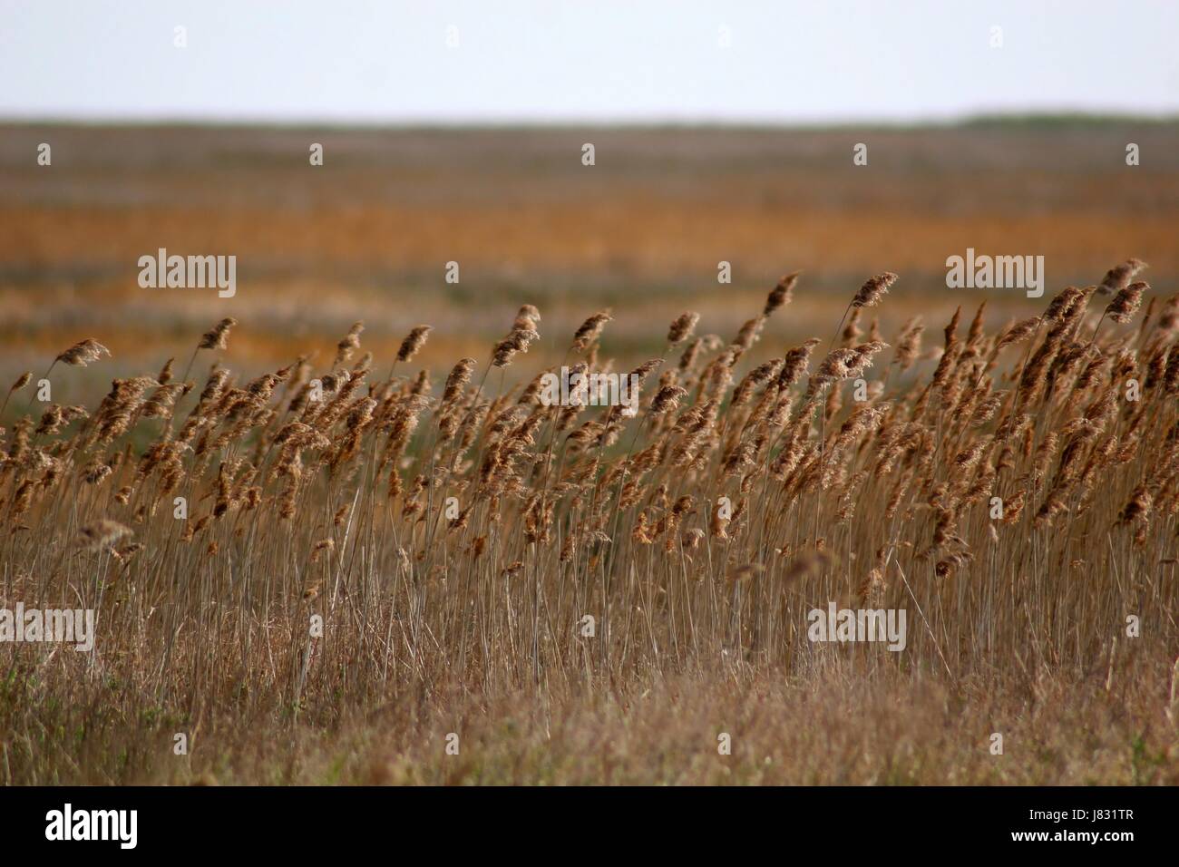 Nationalpark mud flats hi-res stock photography and images - Alamy