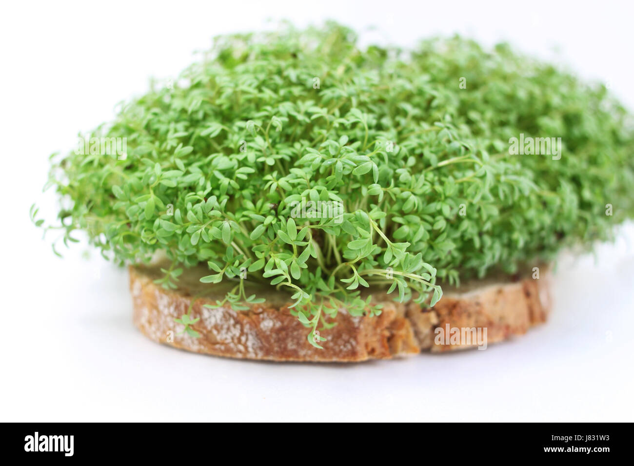 Cress cultivation hi-res stock photography and images - Alamy