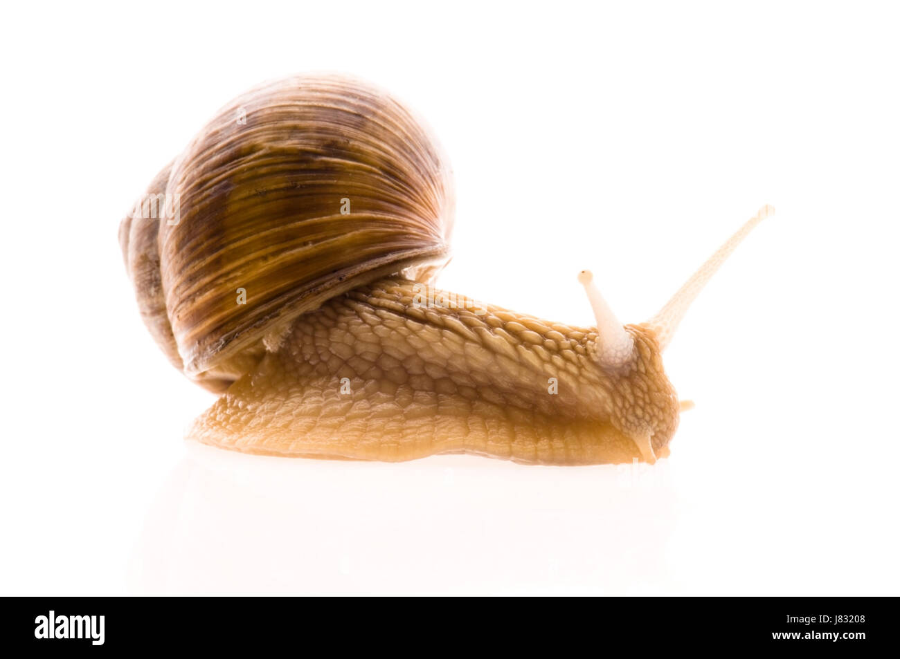 Garden banded snail Cut Out Stock Images & Pictures - Alamy