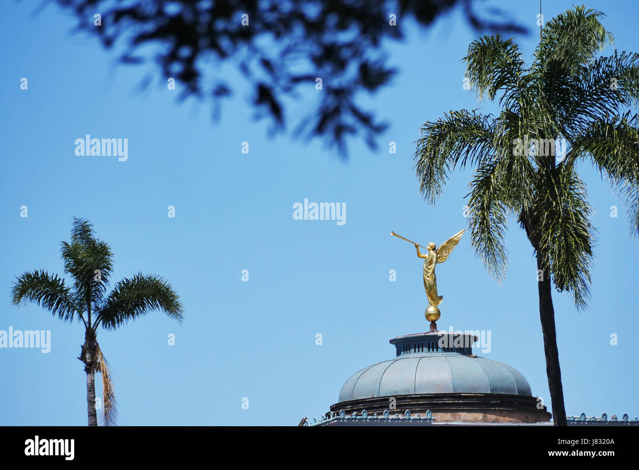 Balboa tree hi-res stock photography and images - Alamy