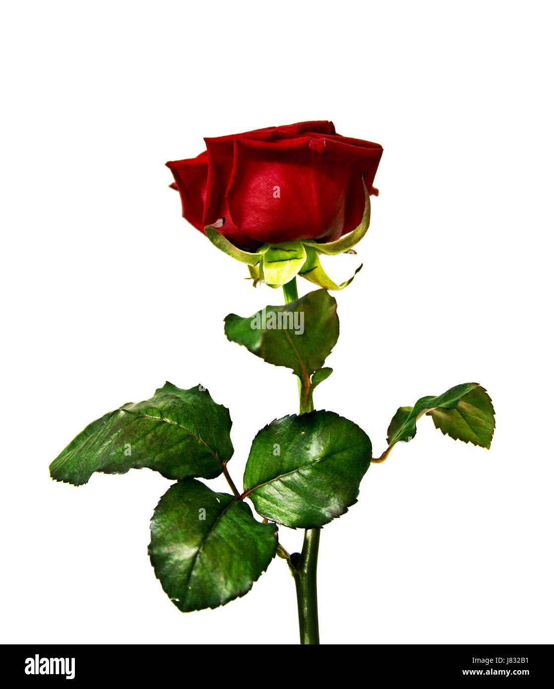 single isolated flower rose plant backdrop background white red ...