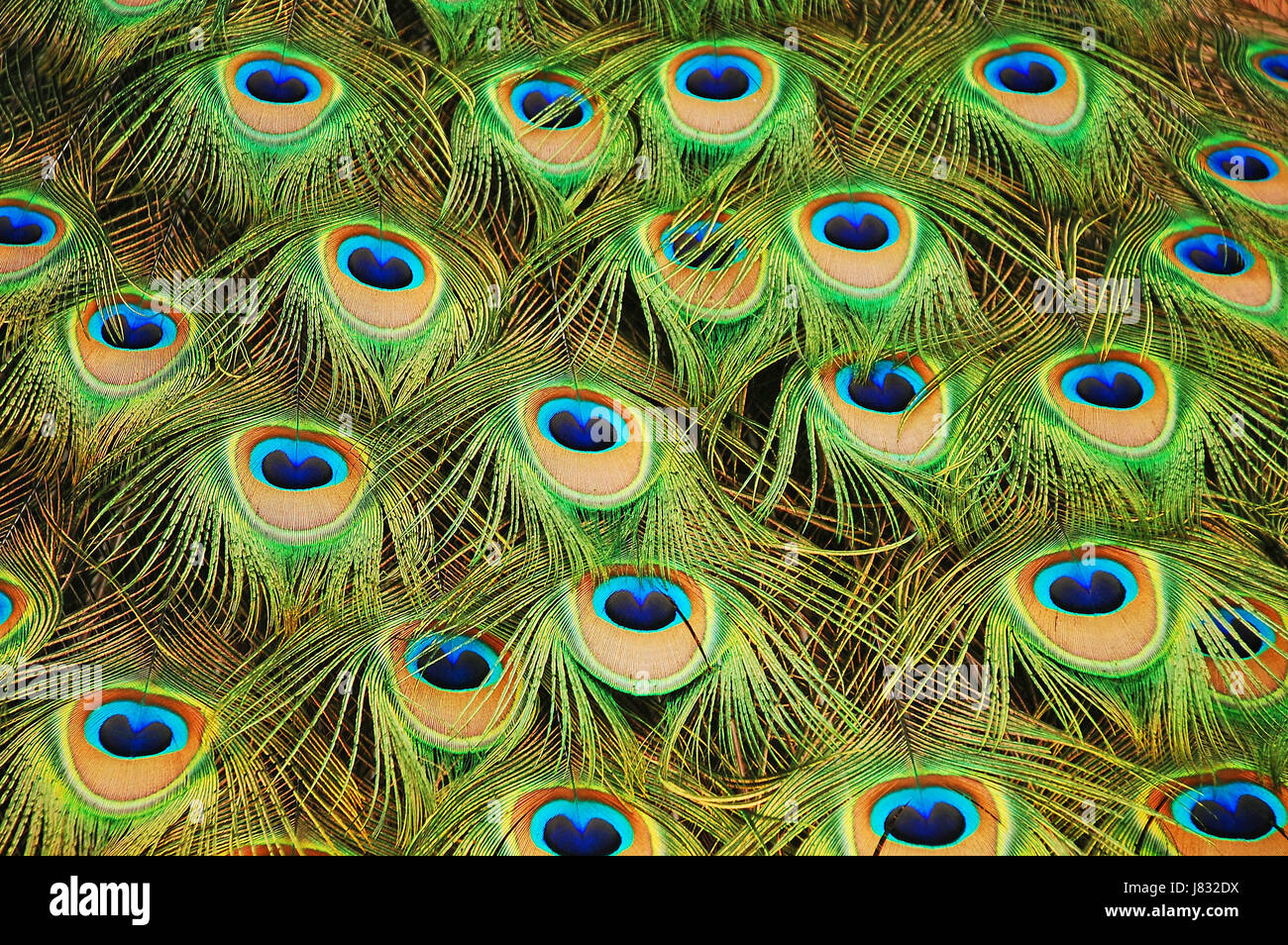 blue bird green feathers exotic tail plumage peacock pattern colorful ...