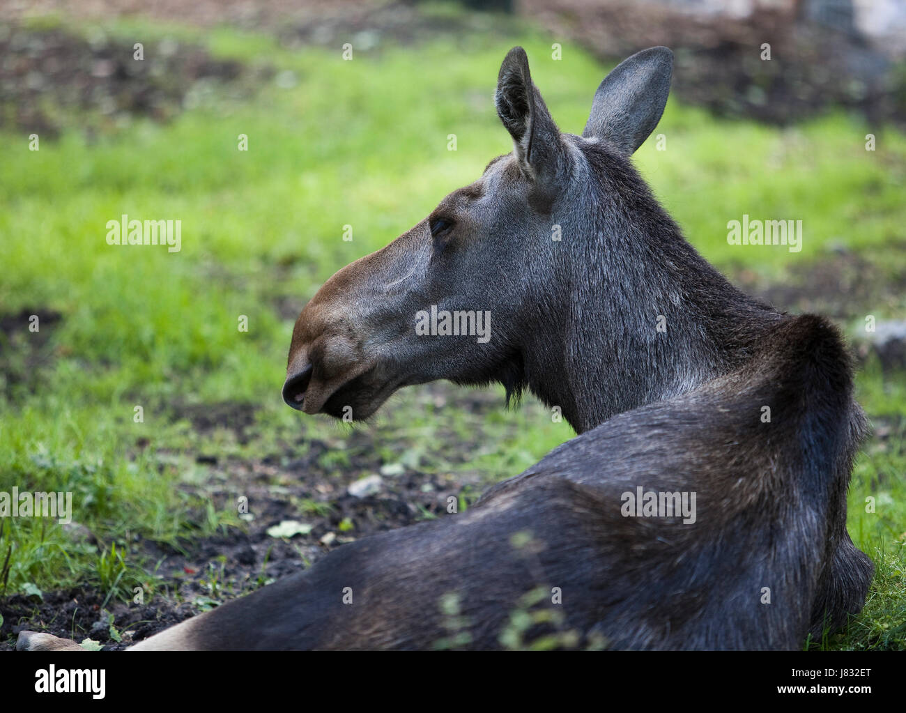 Bull in birch forest hi-res stock photography and images - Alamy