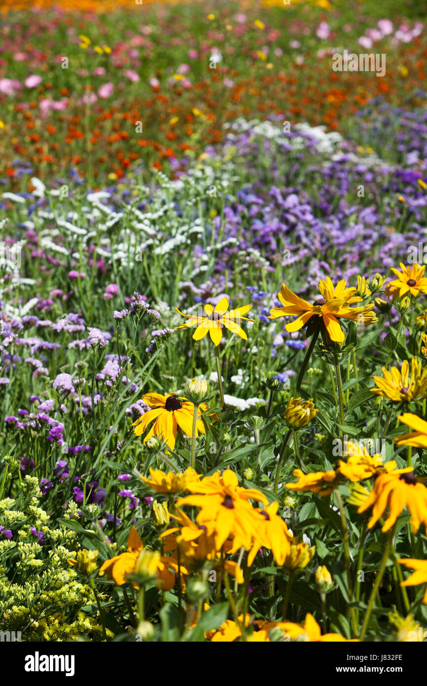 leaf environment enviroment relaxation closeup flower plant field ...