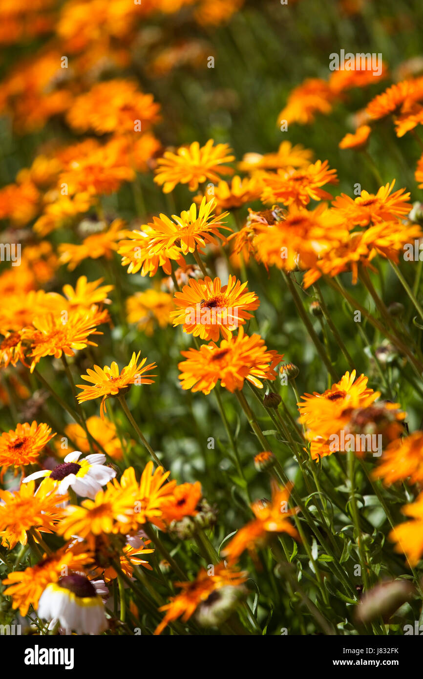 leaf environment enviroment colour relaxation closeup flower plant ...