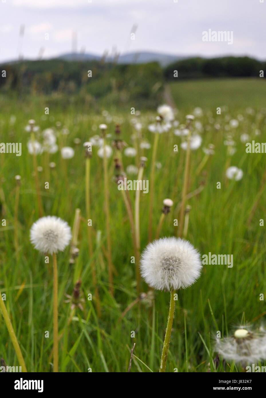 dandelions in grass field Stock Photo - Alamy