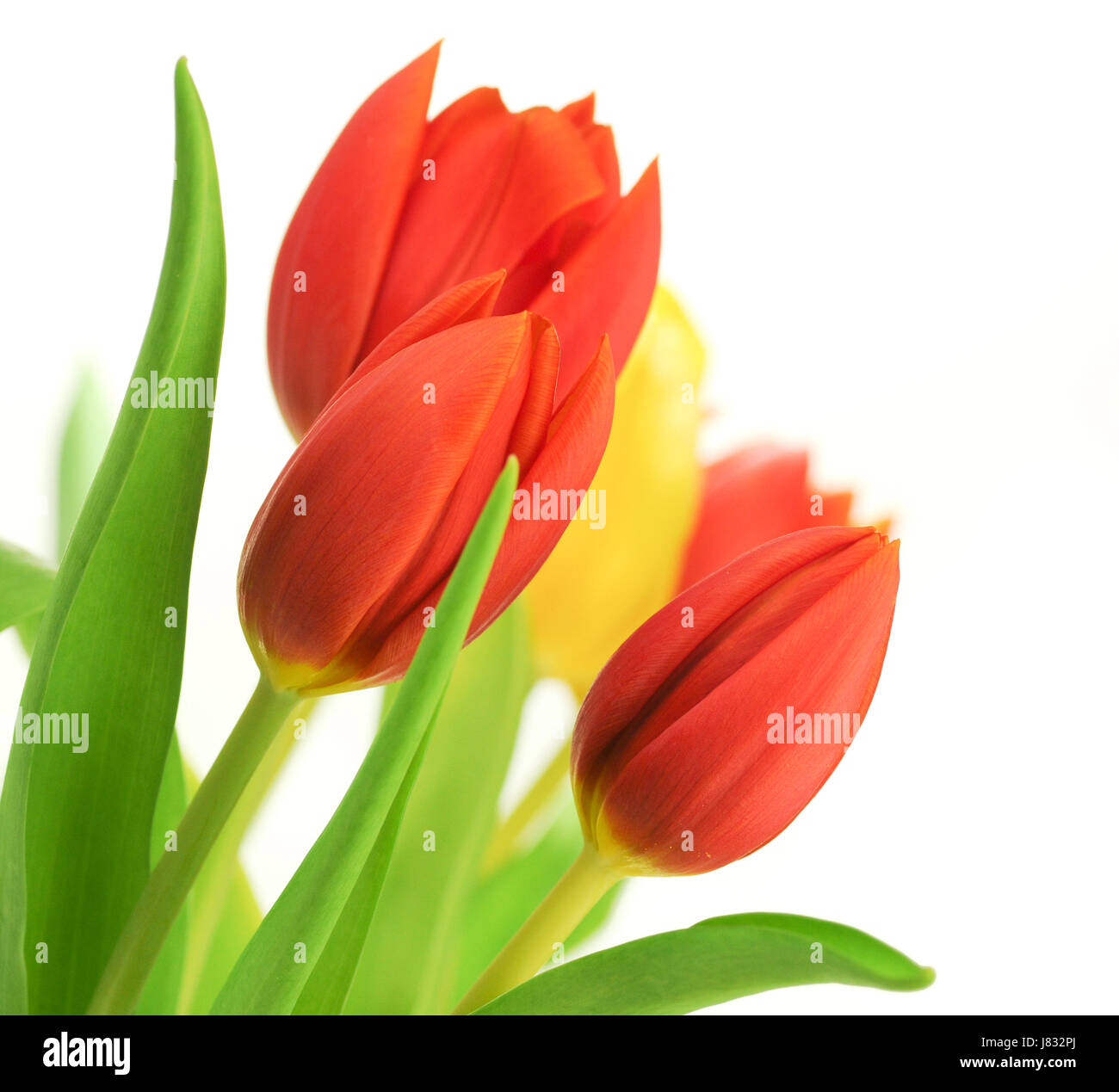 leaf flower plant tulip bouquet backdrop background nature angle border ...