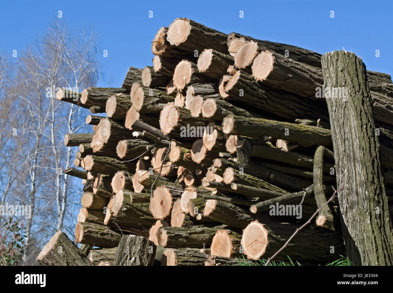wood cut timber stacked sawn logs wood horizontal cut timber stacked ...