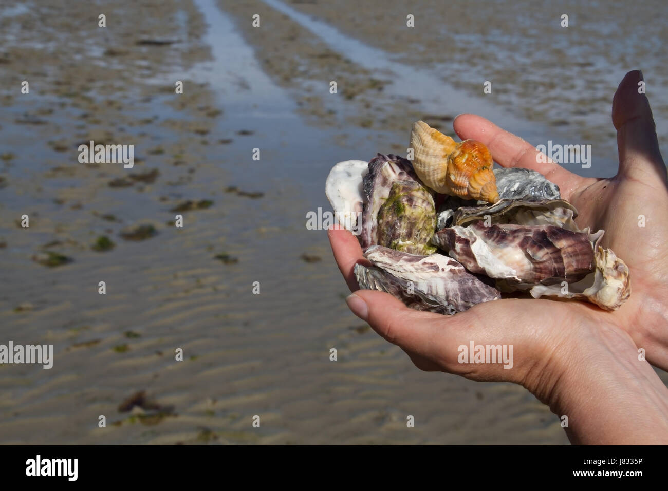 a handful of shells on the beach Stock Photo - Alamy