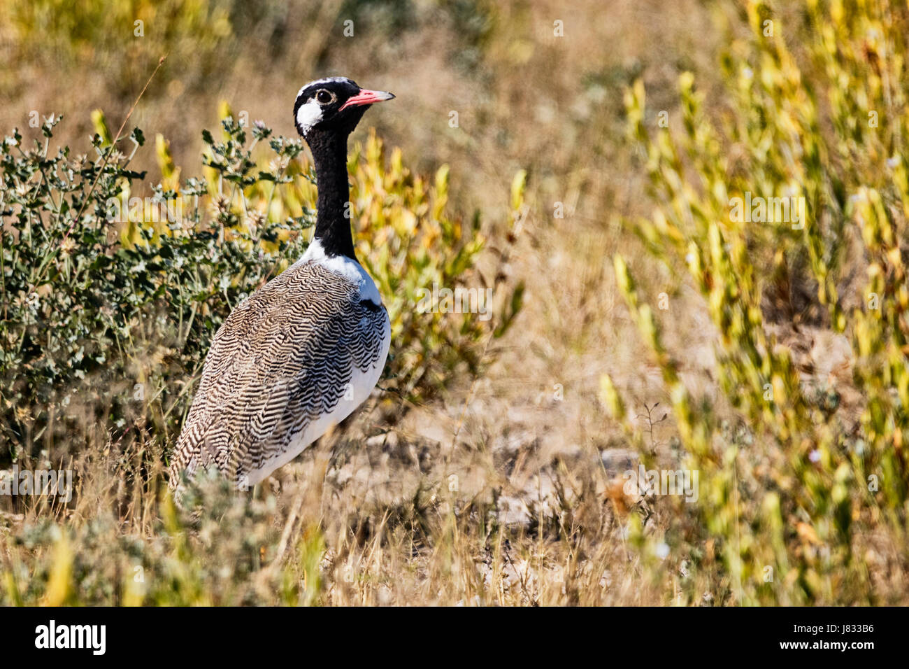 Southern Black Korhaan Stock Photo - Alamy