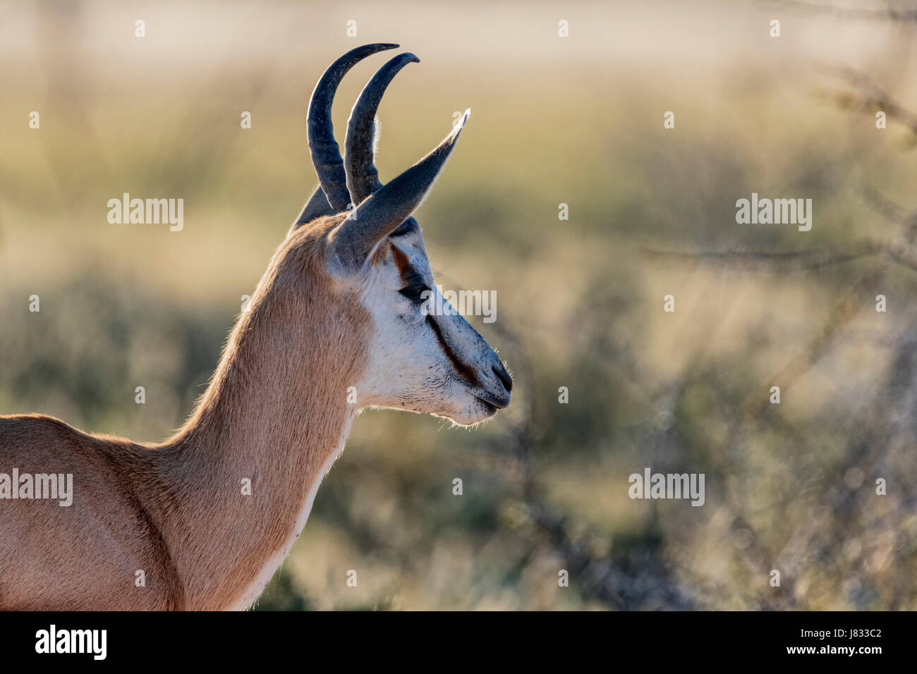 Springbok with horns hi-res stock photography and images - Alamy
