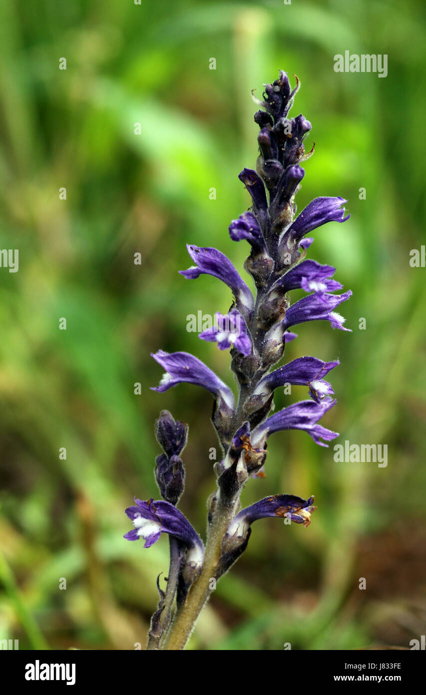 Orobanche ramosa hi-res stock photography and images - Alamy
