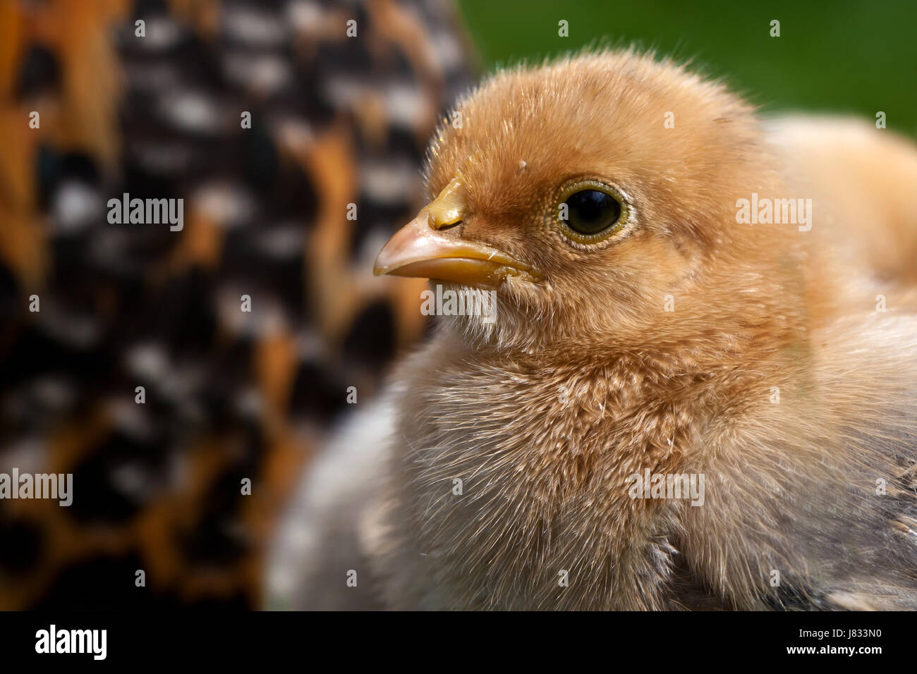 soft small tiny little short chick cute pet bird birds soft cuddle ...
