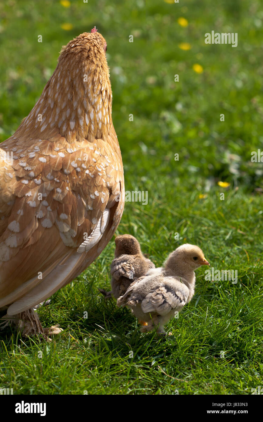 soft small tiny little short chick cute pet bird birds soft cuddle ...