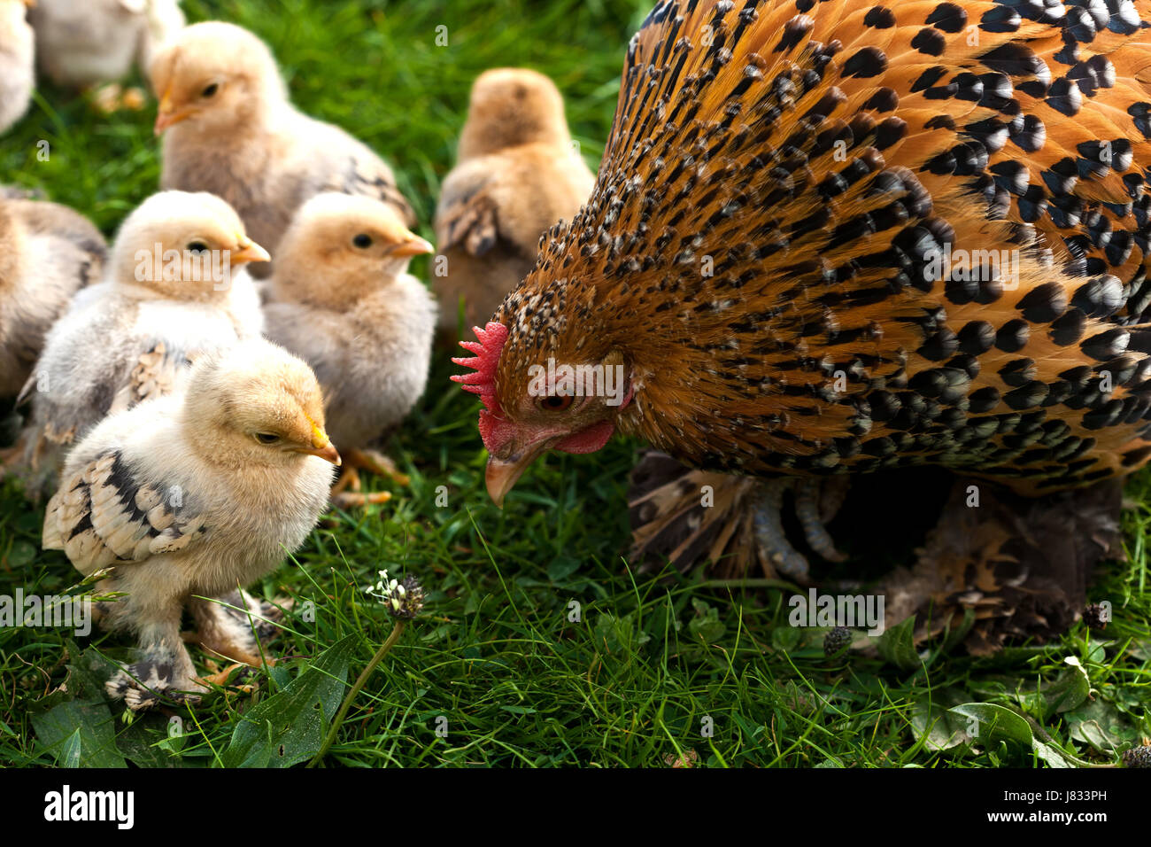 hen with chicks Stock Photo - Alamy