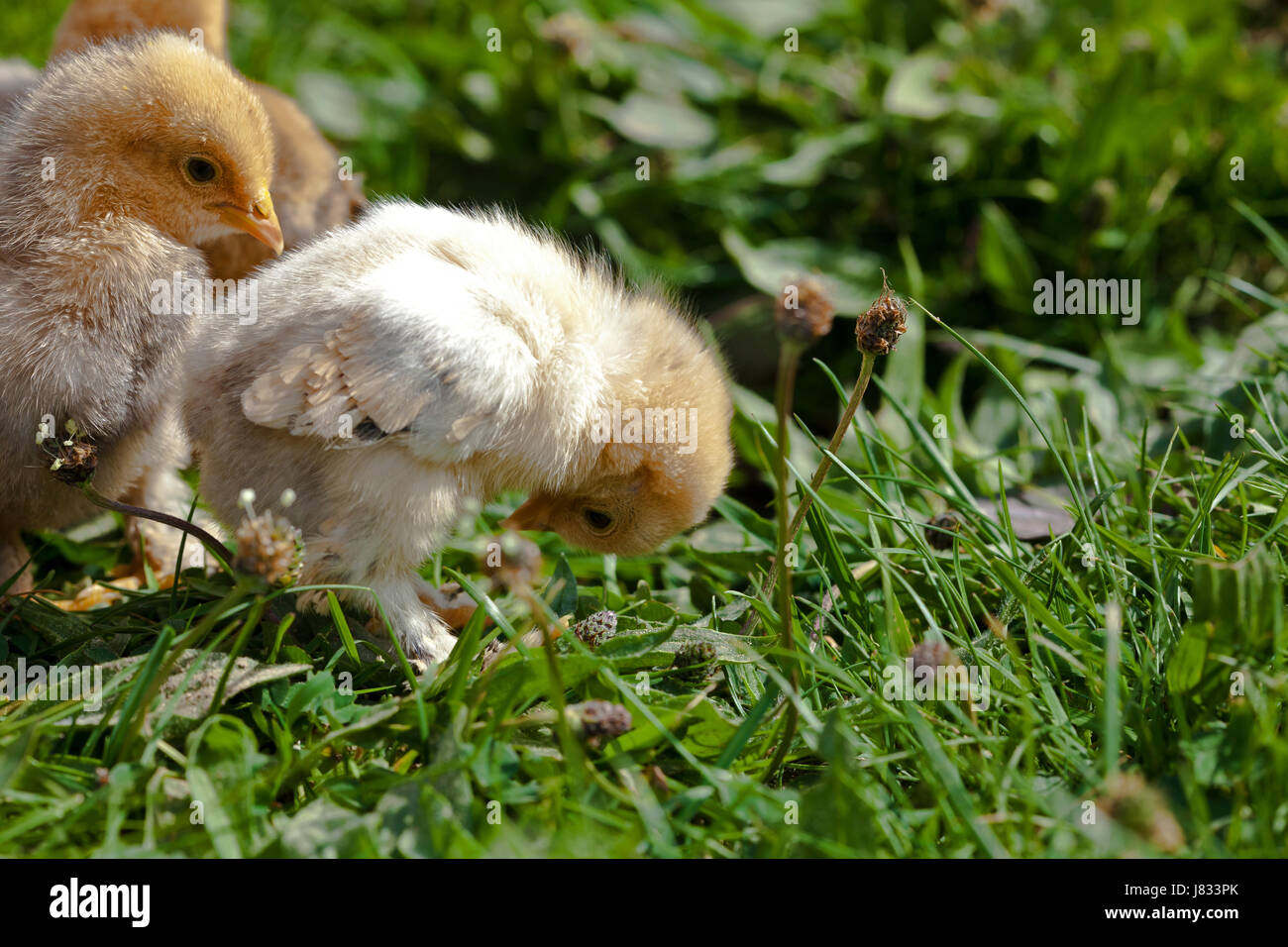 soft small tiny little short chick cute pet bird birds soft cuddle ...