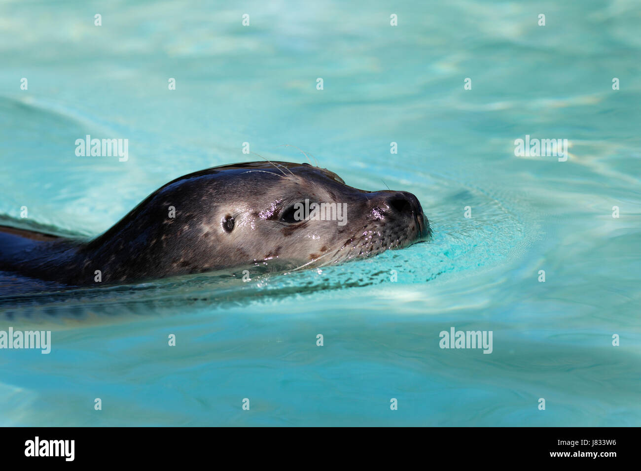 animal mammal seal whisker salt water sea ocean water animal mammal ...