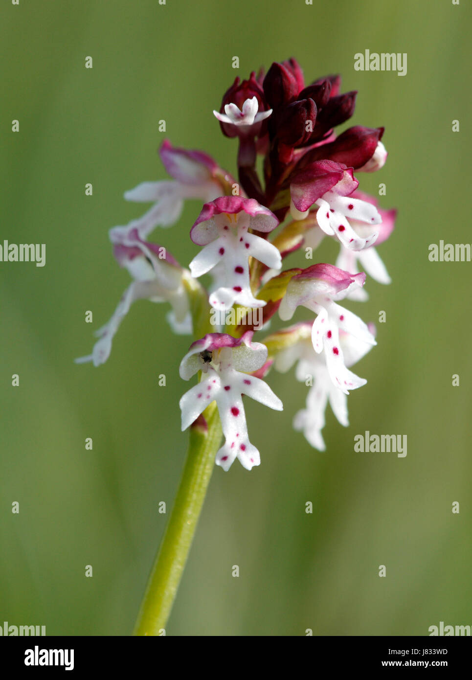 rare flower orchid plant conservation of nature rare flower orchid ...
