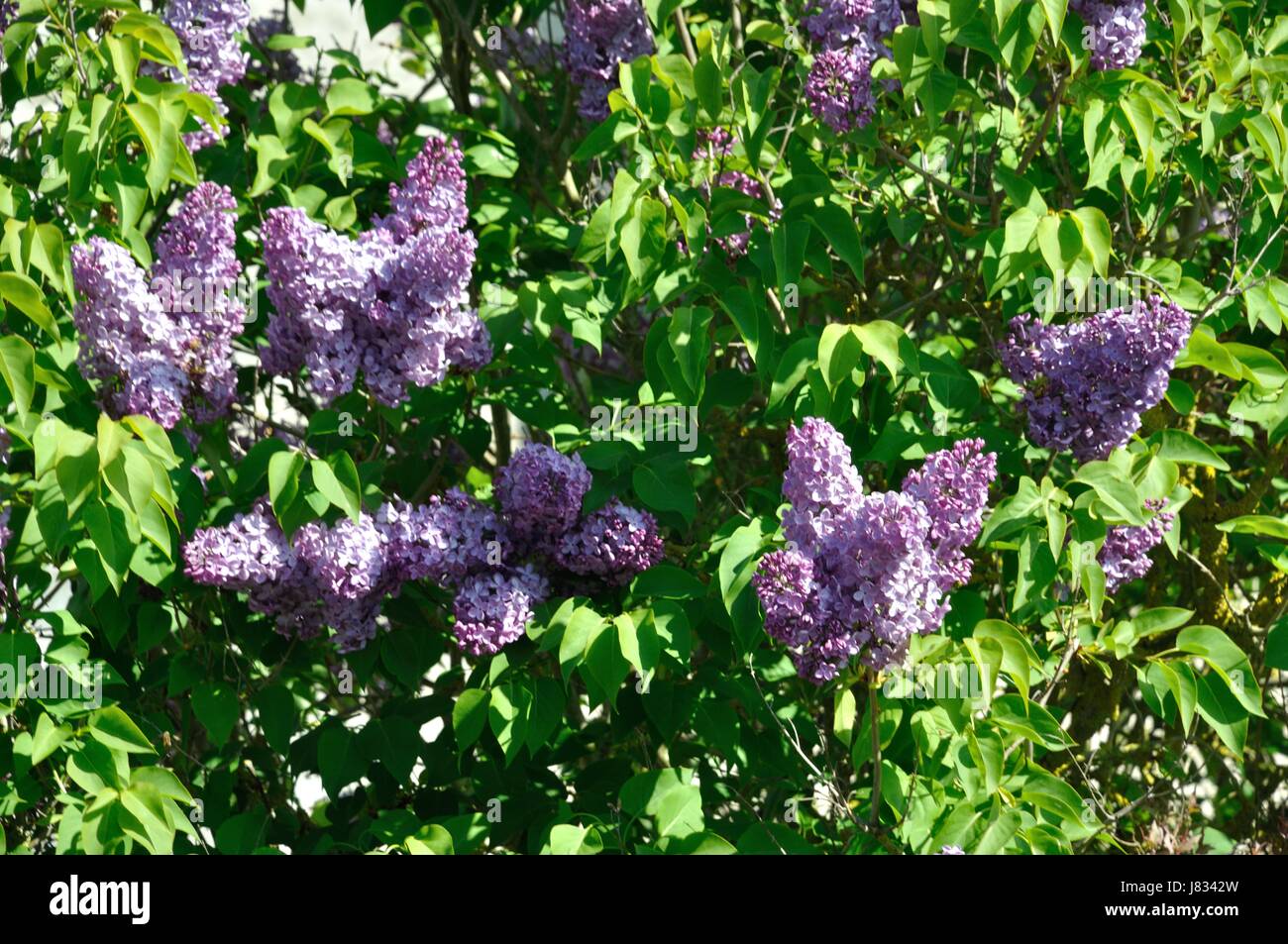 Lilac blossoms in springtime Stock Photo - Alamy