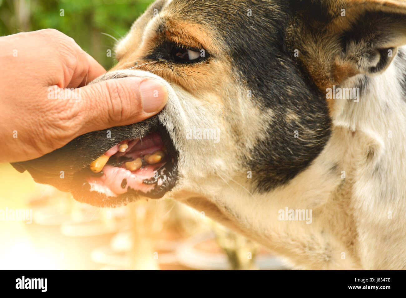 Bad animal health hi-res stock photography and images - Alamy