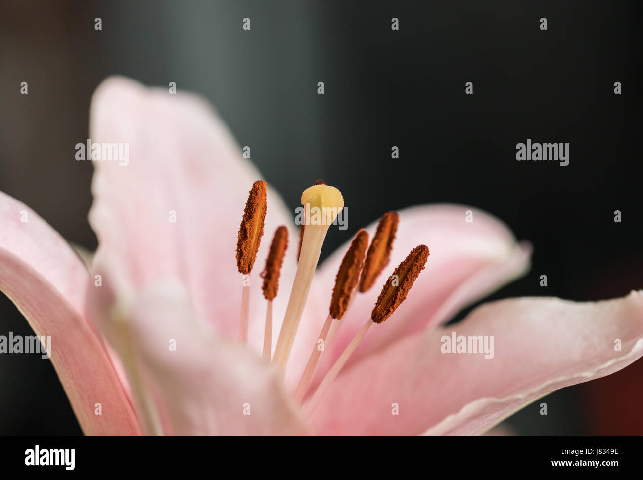 Lili gentle hi-res stock photography and images - Alamy