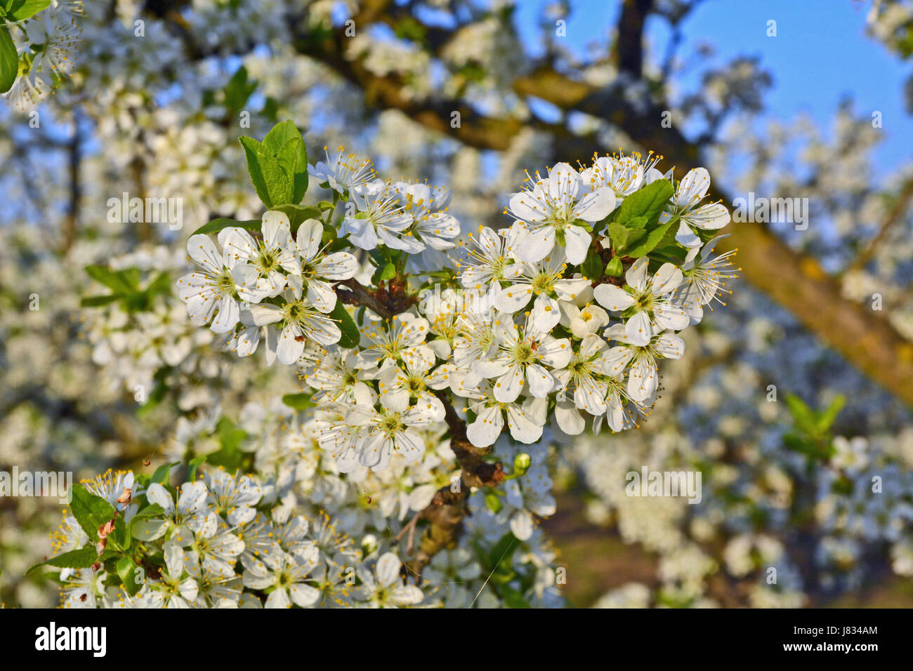 Beautiful flowering plums tree in your spring looks Stock Photo - Alamy