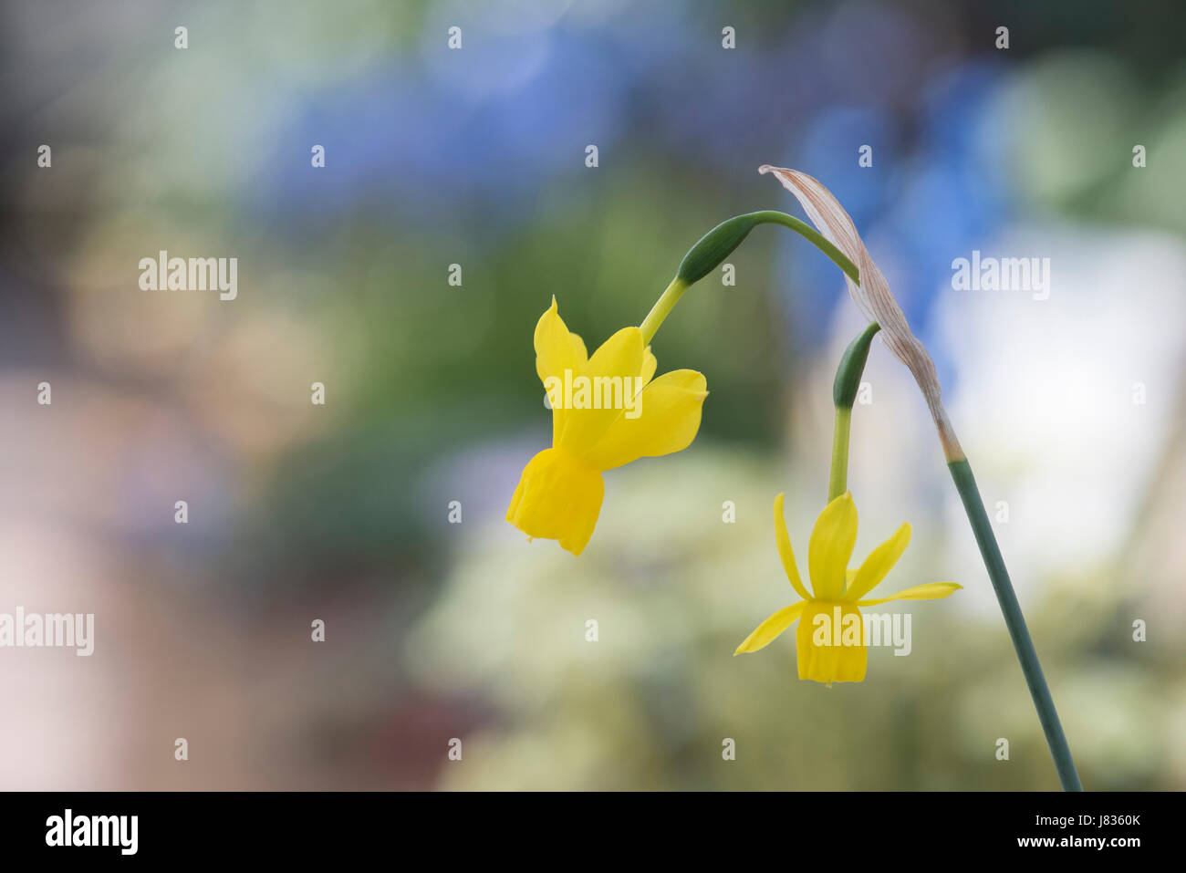 Narcissus 'Solveigs song'. Miniature Daffodil flowers Stock Photo - Alamy