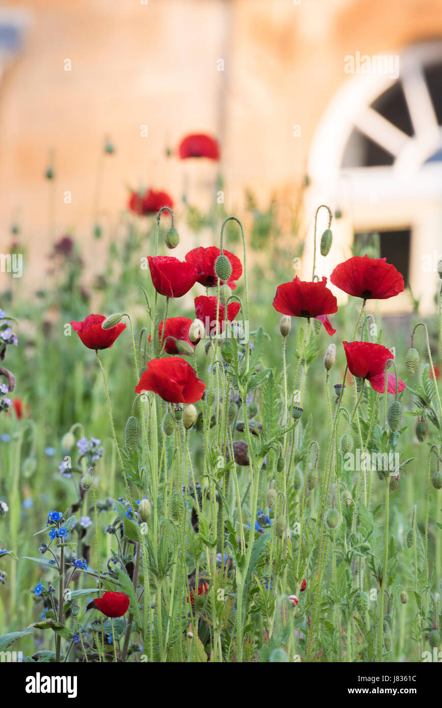 Poppy field in cotswolds england hi-res stock photography and images ...
