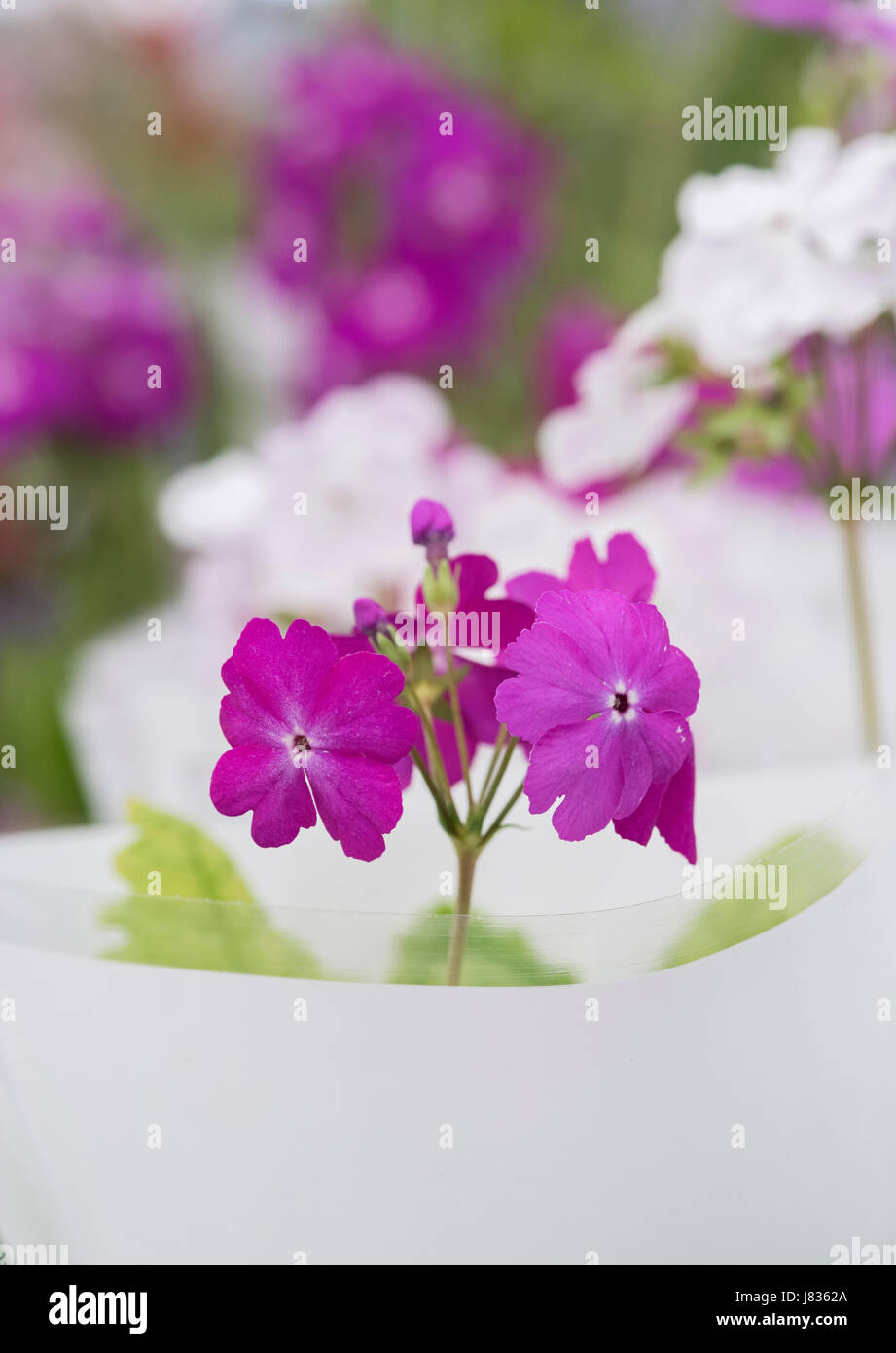 Primula flowers for sale at a flower show.UK Stock Photo - Alamy