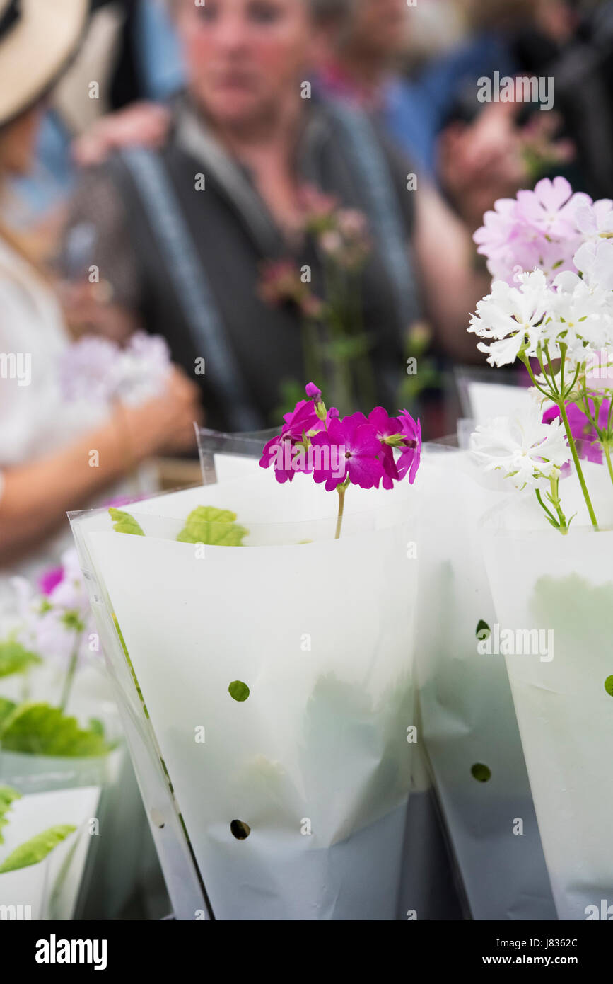 Primula flowers for sale at a flower show.UK Stock Photo - Alamy