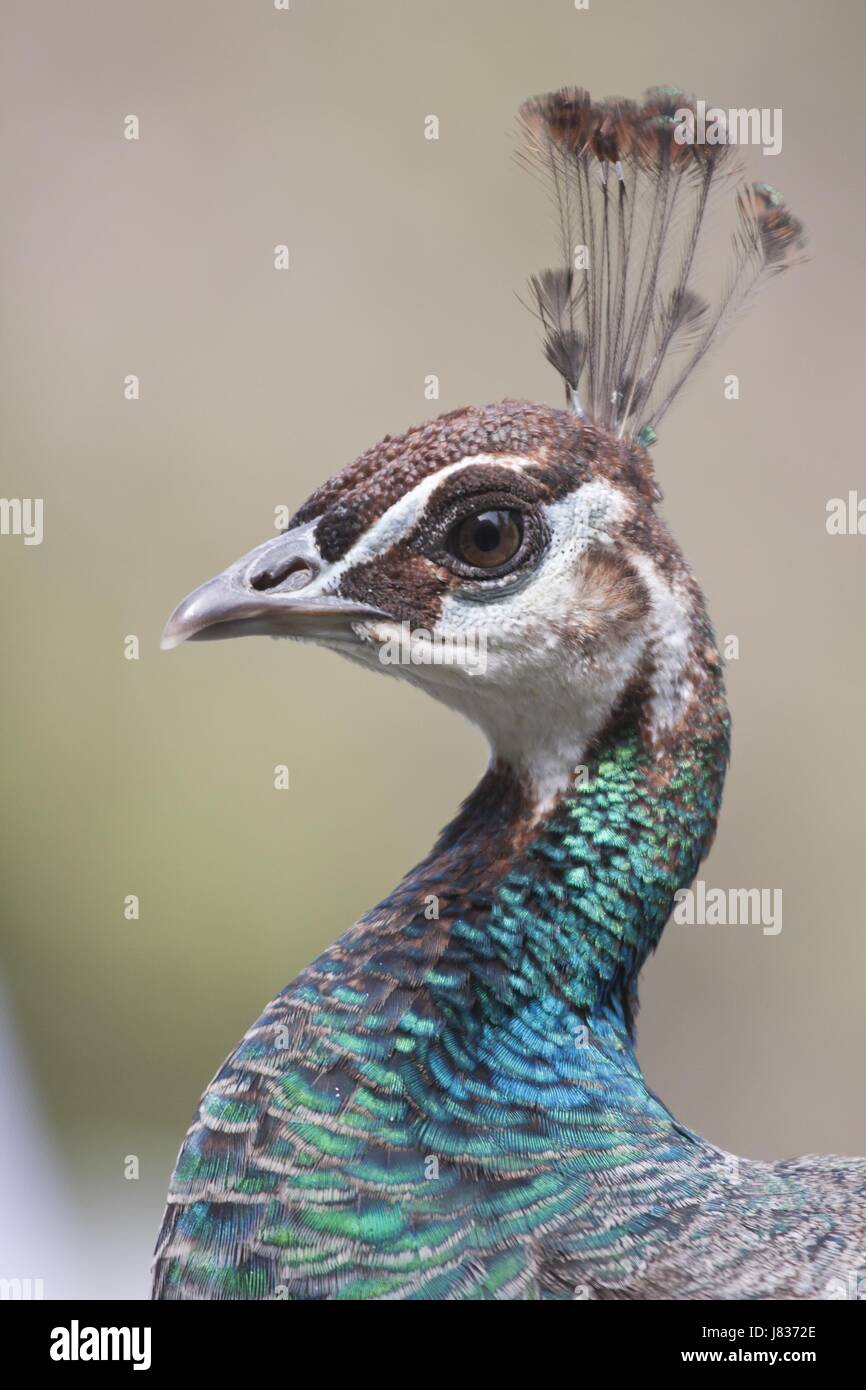 Female peacock portrait hi-res stock photography and images - Alamy