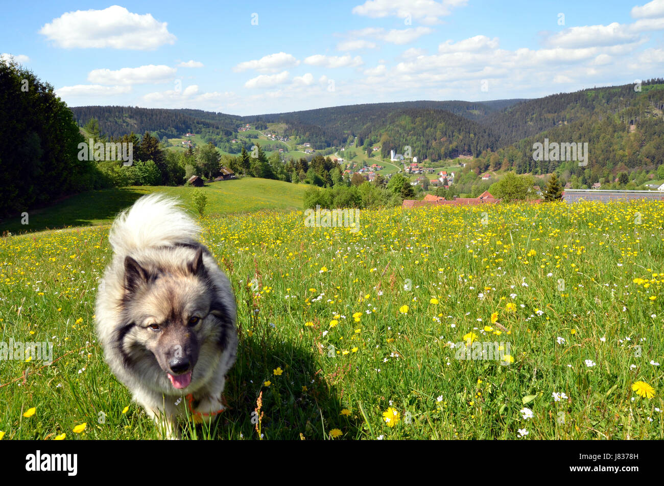 dog meadow spring landscape Stock Photo - Alamy