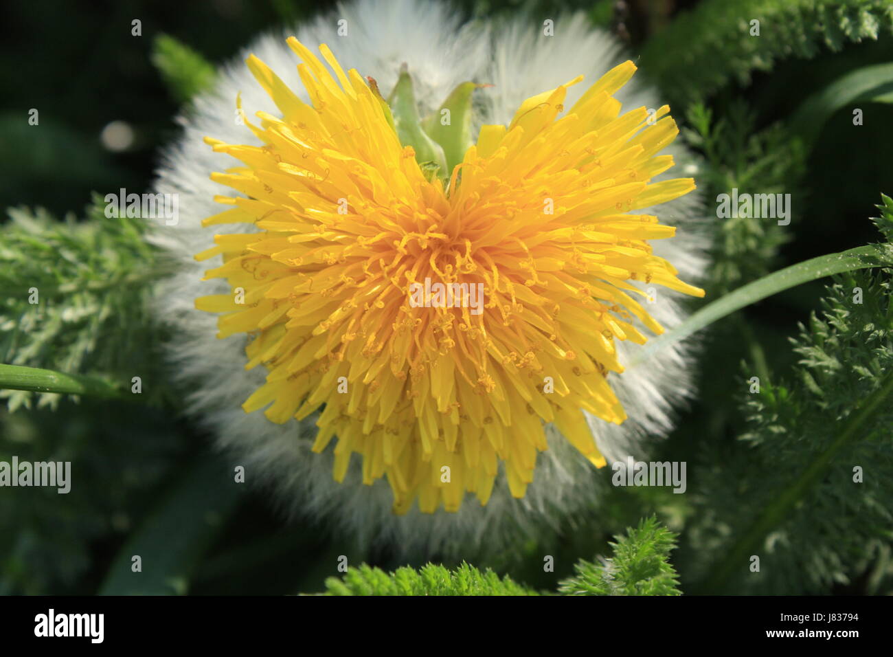 Pusteblume hi-res stock photography and images - Alamy
