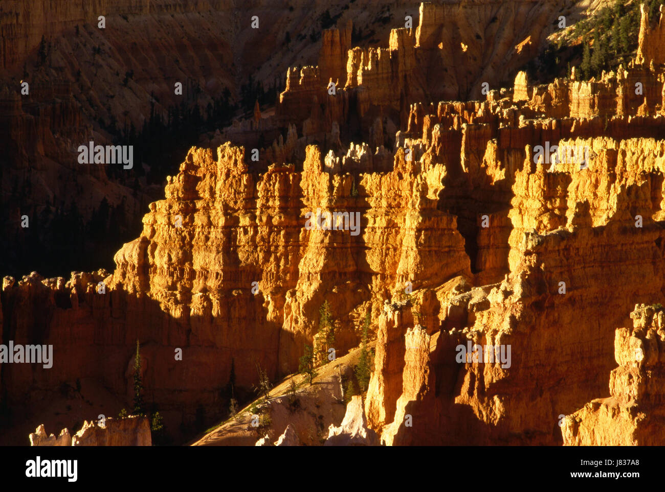 flora formation usa sandstone erosion Canyon limestone design shaping ...