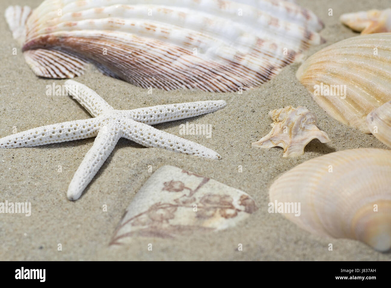 ancient potsherd and sea shells Stock Photo - Alamy