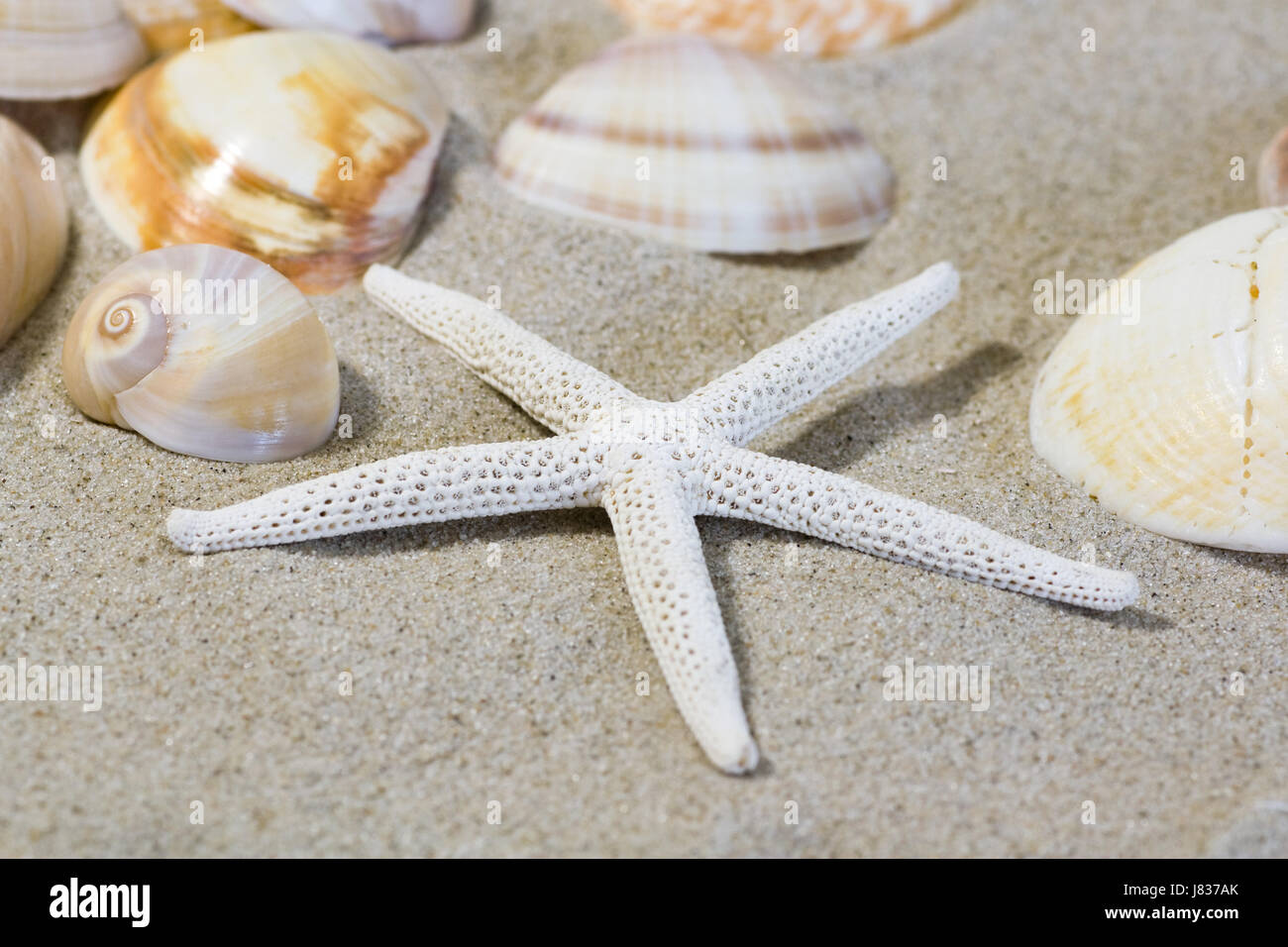 starfish and sea shells on beach Stock Photo - Alamy