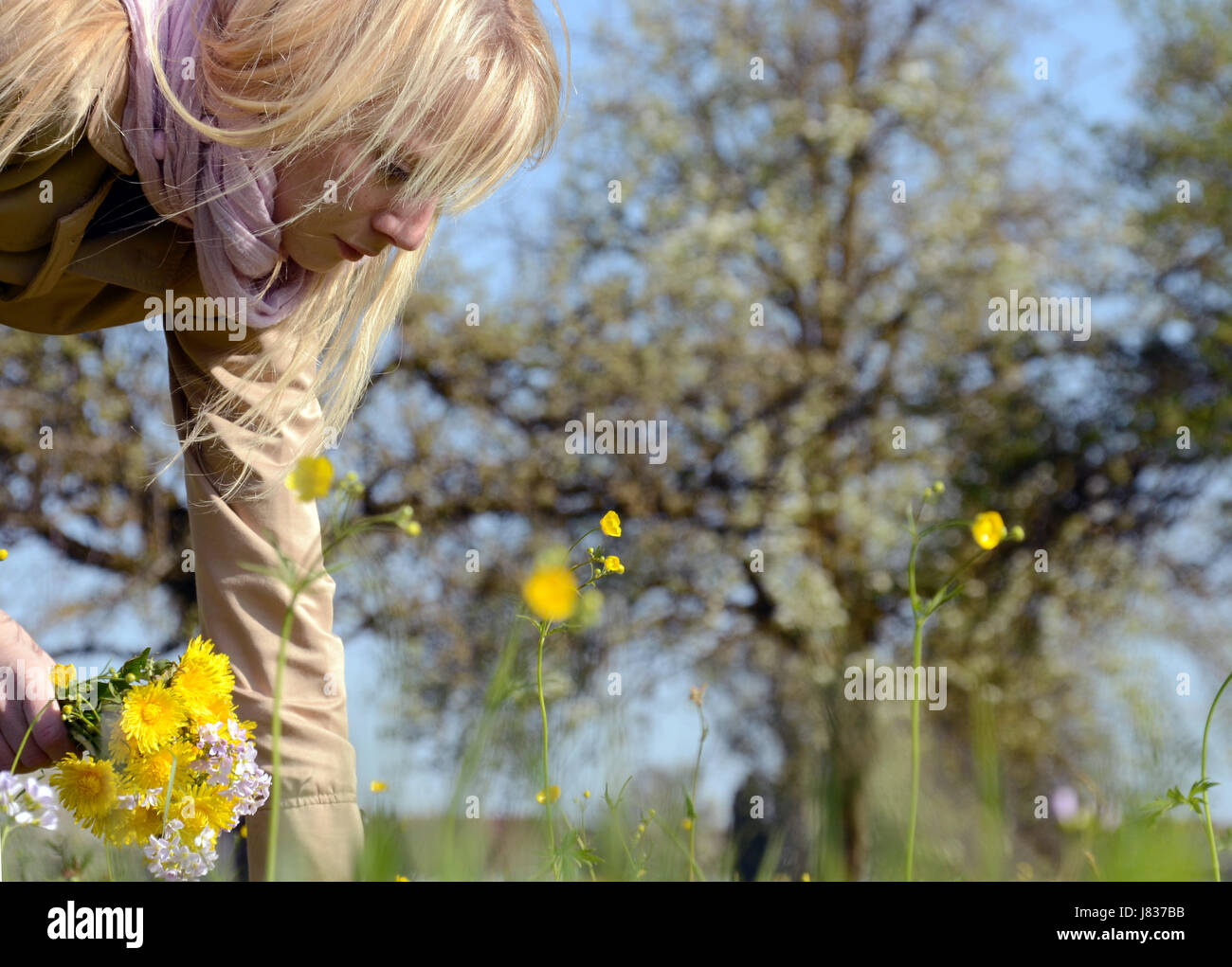 woman picking flowers Stock Photo - Alamy
