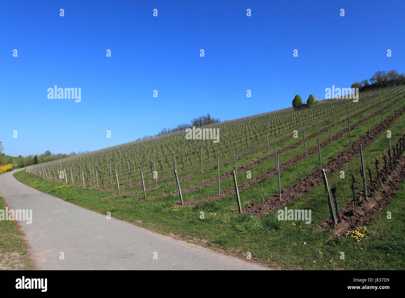 vineyard in spring Stock Photo - Alamy