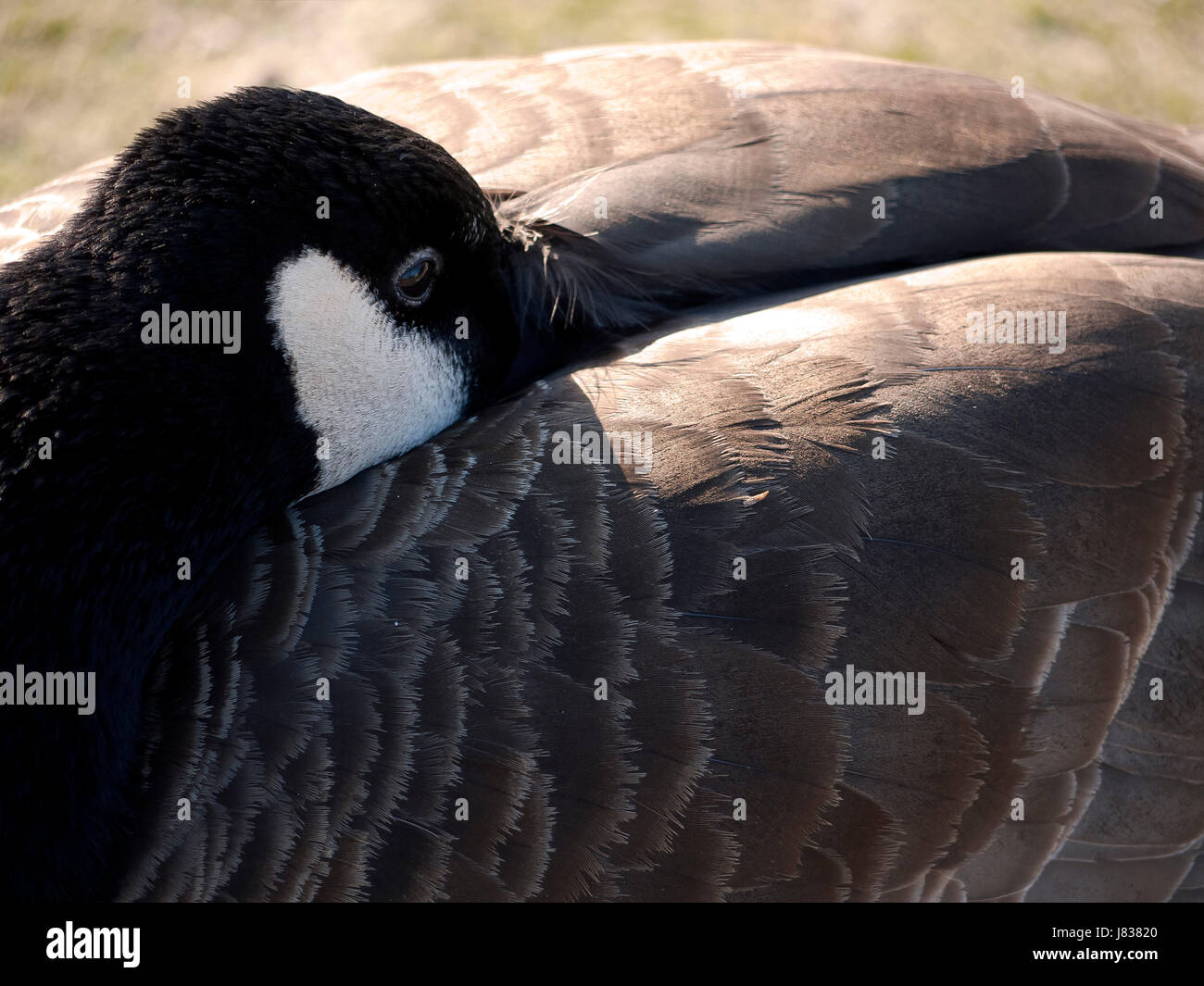 ducks head in plumage Stock Photo - Alamy