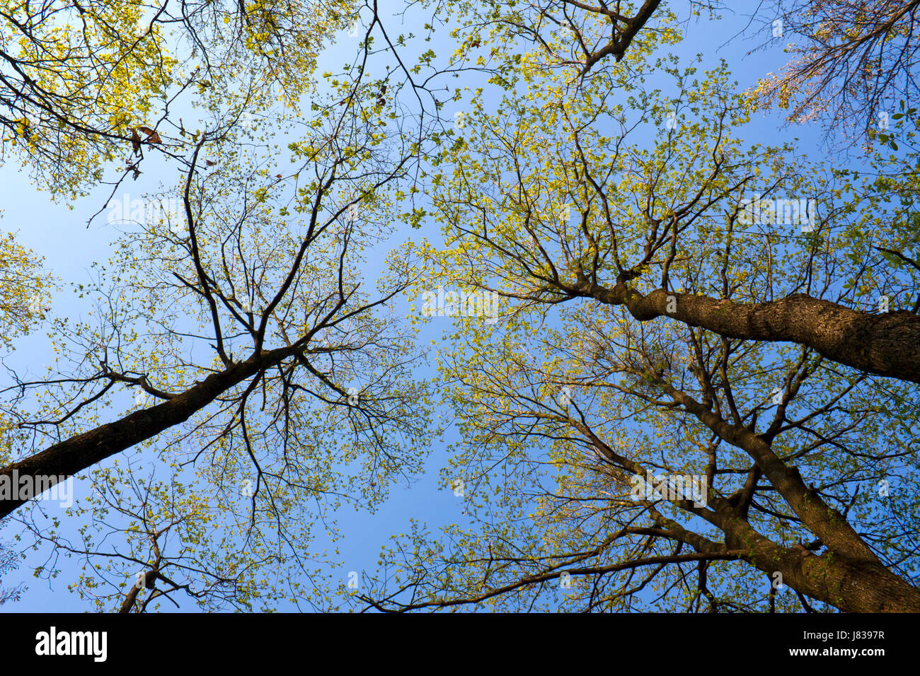 leaf tree branch top lawn green forest leaves foliage blue beautiful Stock Photo - Alamy