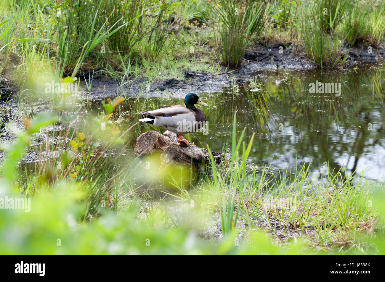 duck - anatidae Stock Photo - Alamy