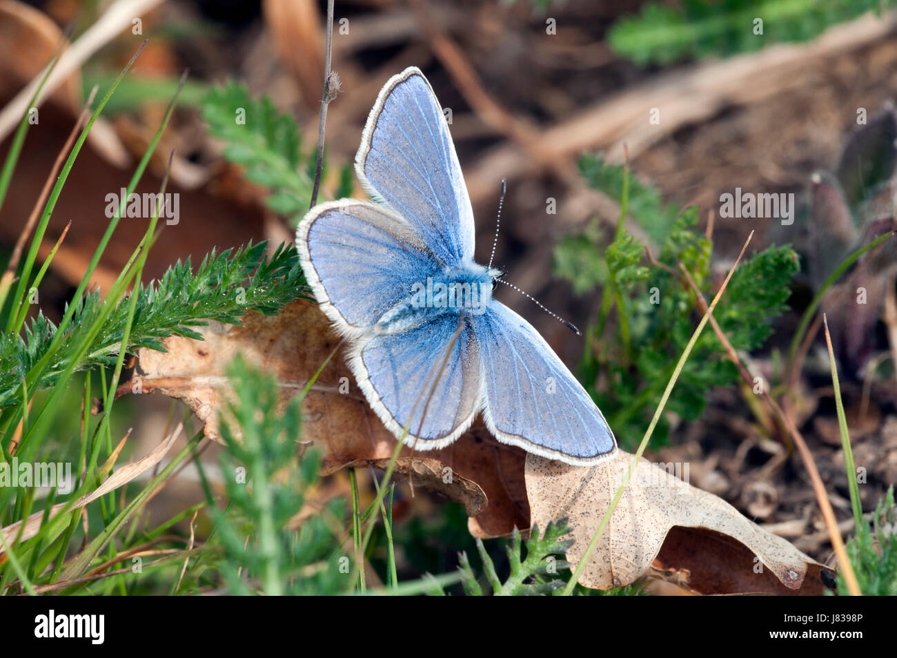 blue - lycaenidae Stock Photo - Alamy