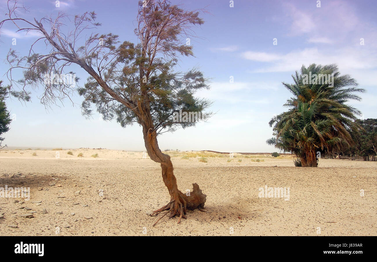 tree desert wasteland africa dry dried up barren palm firmament sky ...